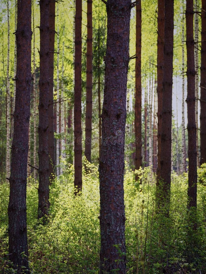 Trees in the Springtime Forest. Stock Photo - Image of outdoor ...