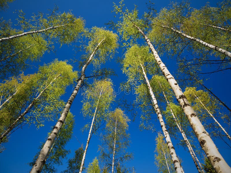 Trees in the Springtime Forest. Stock Photo - Image of plant, leaves ...