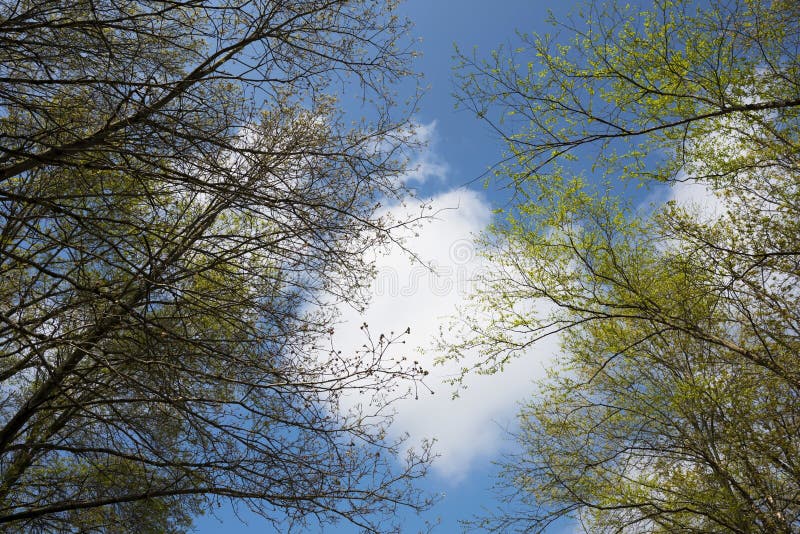 Trees in springtime stock photo. Image of leaves, environment - 218237520