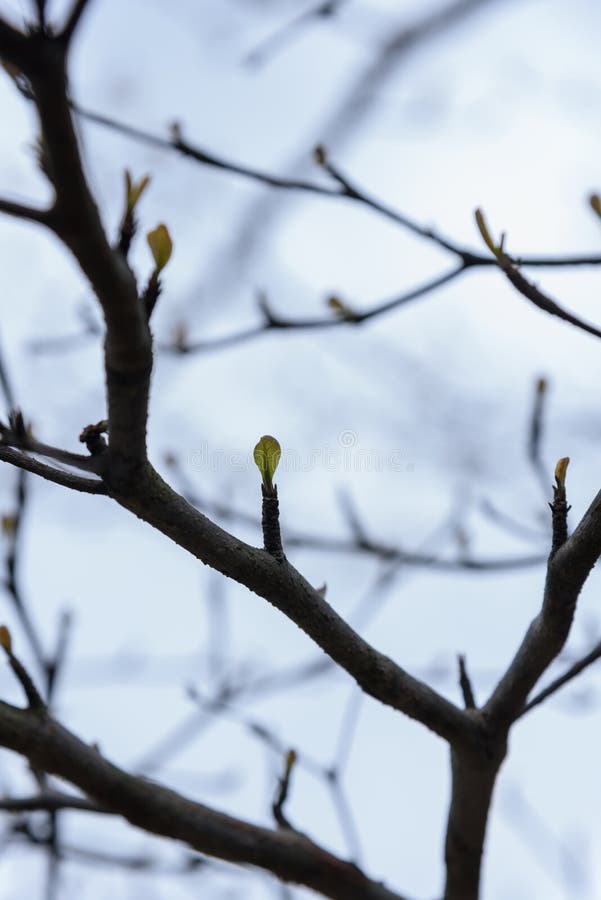 Trees Sprouted Up New Green Leaves in Spring. Stock Image - Image of ...