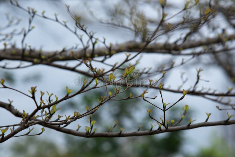 Trees Sprouted Up New Green Leaves in Spring. Stock Photo - Image of ...