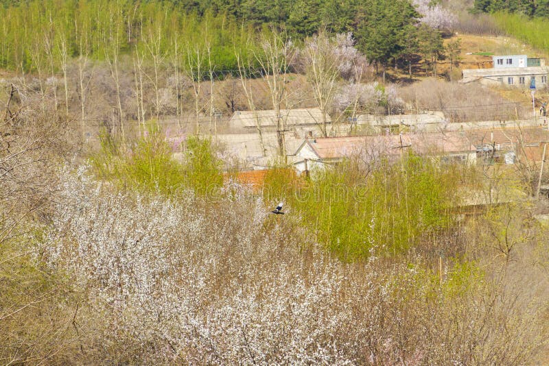 Trees Sprouting and Flowering in a Village in Spring Stock Image ...
