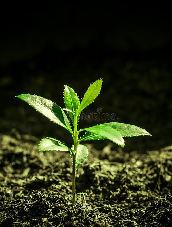 Trees are sprouting stock photo. Image of seedling, ecology - 42430500