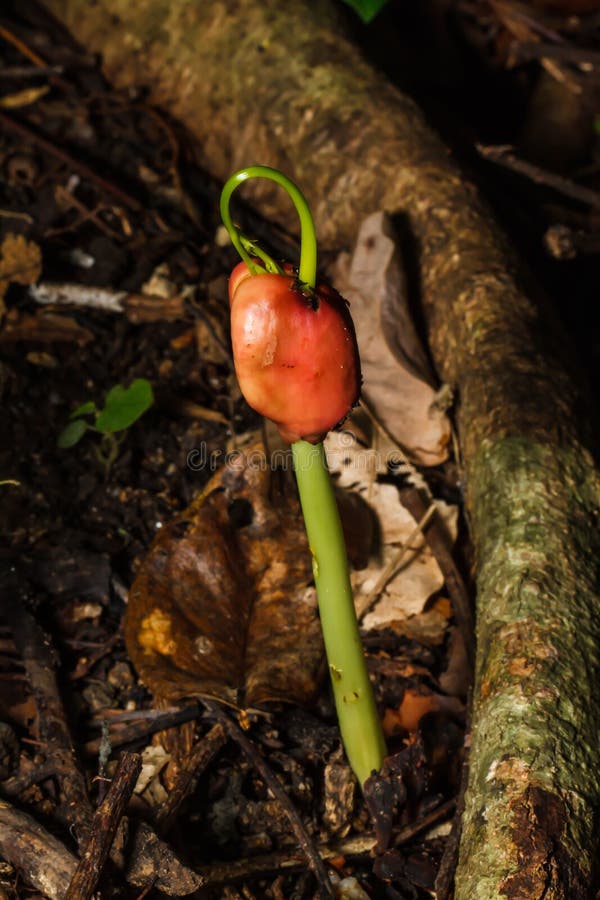 The Trees are Sprouting Seeds Stock Image - Image of growth, nature ...