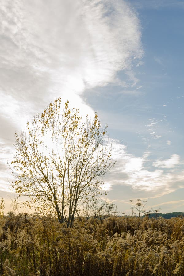 Trees Stand in a Meadow on an Autumn Evening. Nature in Autumn Stock ...