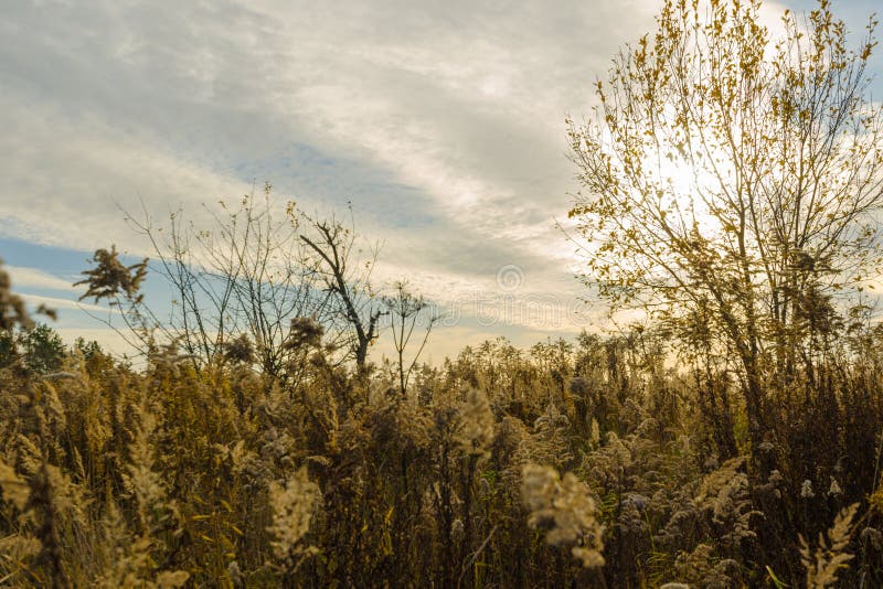 Trees Stand in a Meadow on an Autumn Evening. Nature in Autumn Stock ...