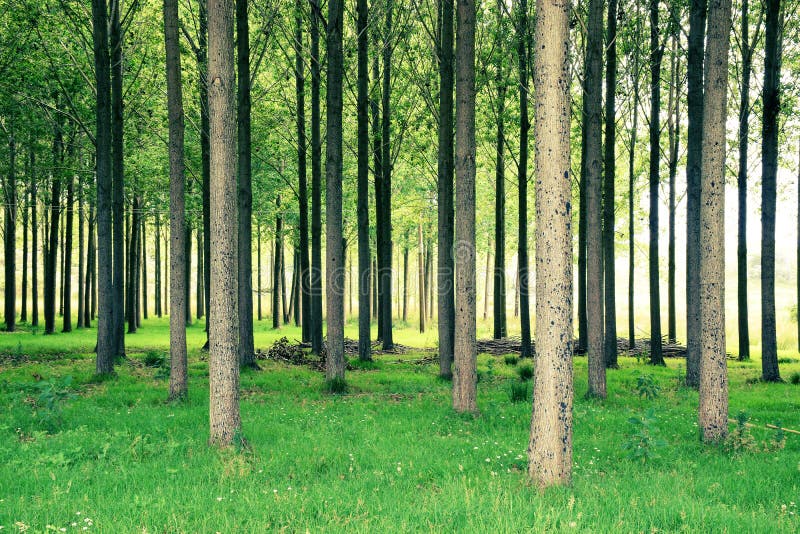 A Calm Peaceful Tree Filled Park Stock Photo - Image of area, bushy ...