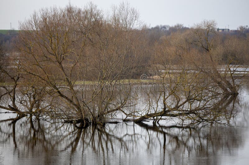 Trees Stand in the Water Spring Flood, Reflections Stock Photo - Image ...