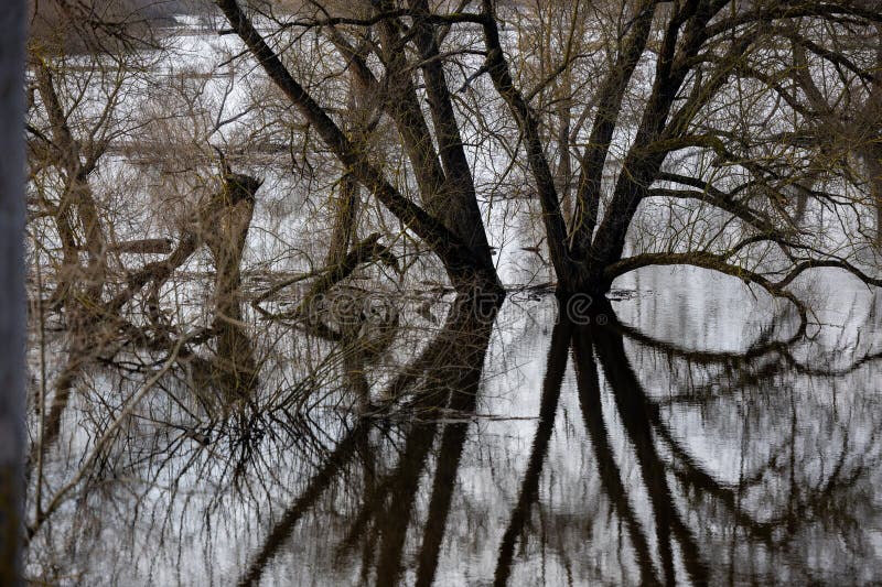 Trees Stand in the Water Spring Flood, Reflections Stock Photo - Image ...