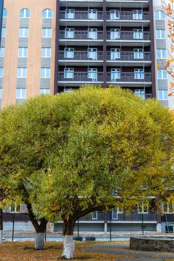 Trees Standing in Front of a Multi-storey Building Stock Photo - Image ...