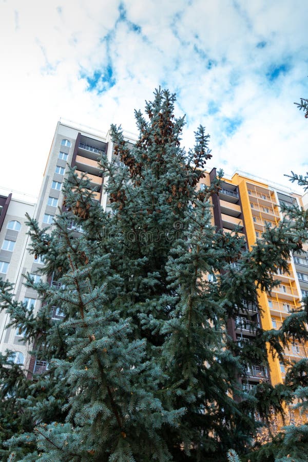 Trees Standing in Front of a Multi-storey Building Stock Photo - Image ...