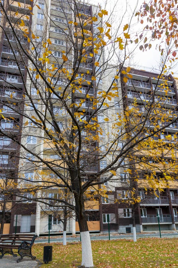 Trees Standing in Front of a Multi-storey Building Stock Photo - Image ...