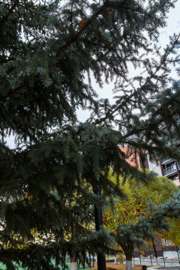 Trees Standing in Front of a Multi-storey Building Stock Photo - Image ...