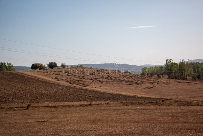 Trees standing on land stock image. Image of nature - 198607335