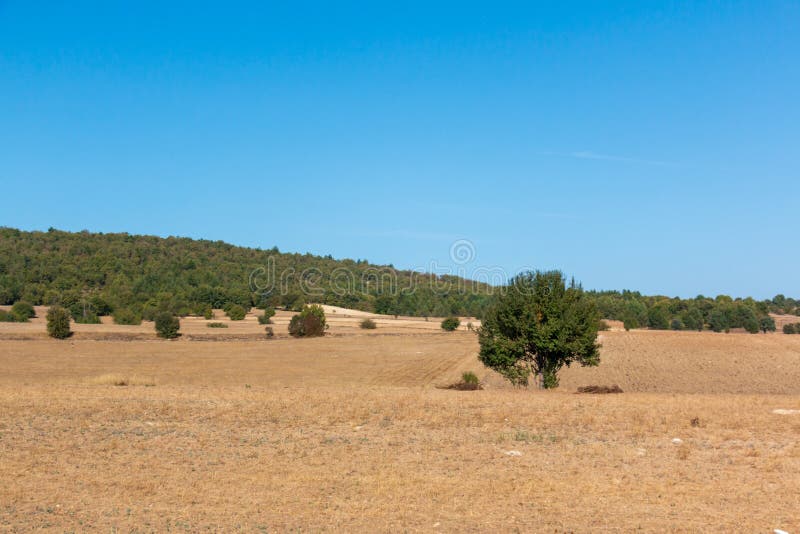 Trees standing on land stock photo. Image of plant, rural - 198607438