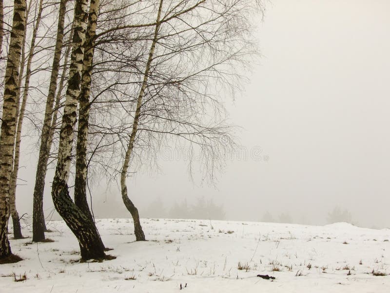 Trees Standing on the Left Side of Mist Stock Image - Image of snow ...