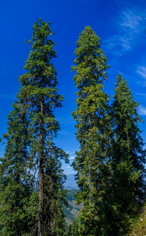 Trees Standing Tall on Hills of Himalayas Stock Image - Image of nature ...