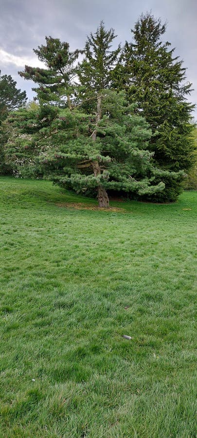 Trees standing together stock image. Image of meadow - 179569741