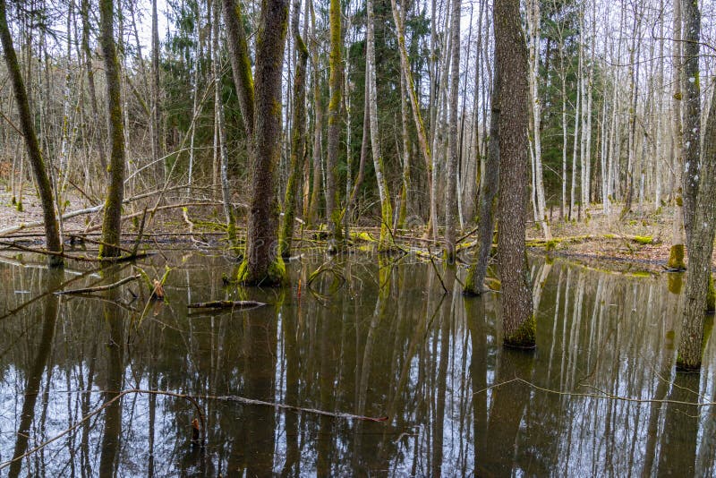 Trees Standing in the Water of a Swamp Stock Photo - Image of ...
