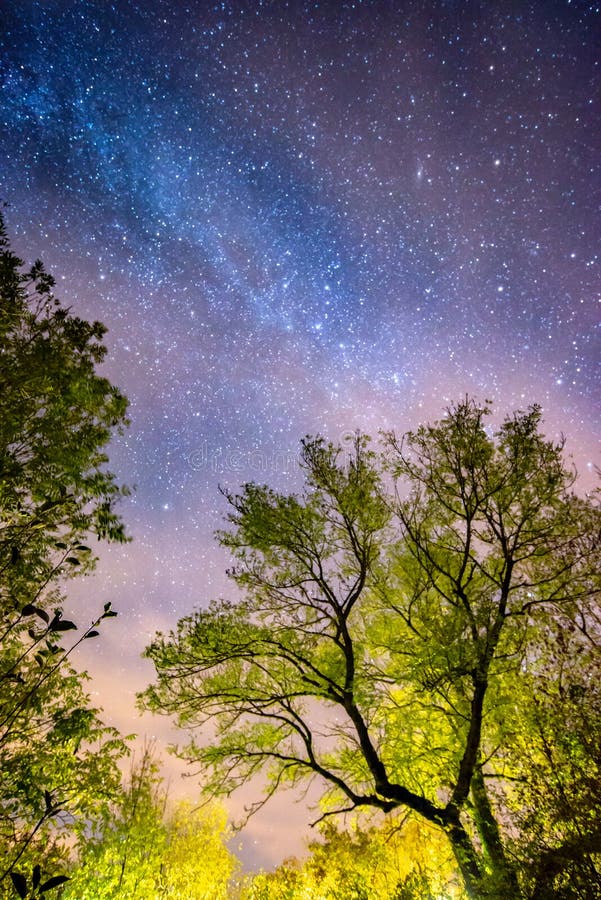Trees and stars at night stock image. Image of blue - 136586155