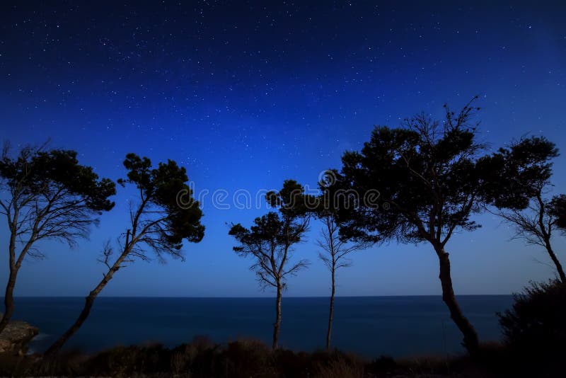 Trees and stars stock photo. Image of abstract, star - 36100716