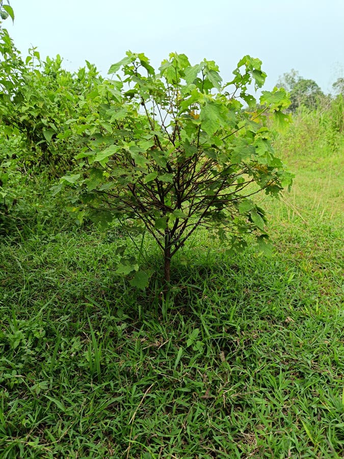 Trees Start To Grow and Will Provide More Oxygen Stock Photo - Image of ...