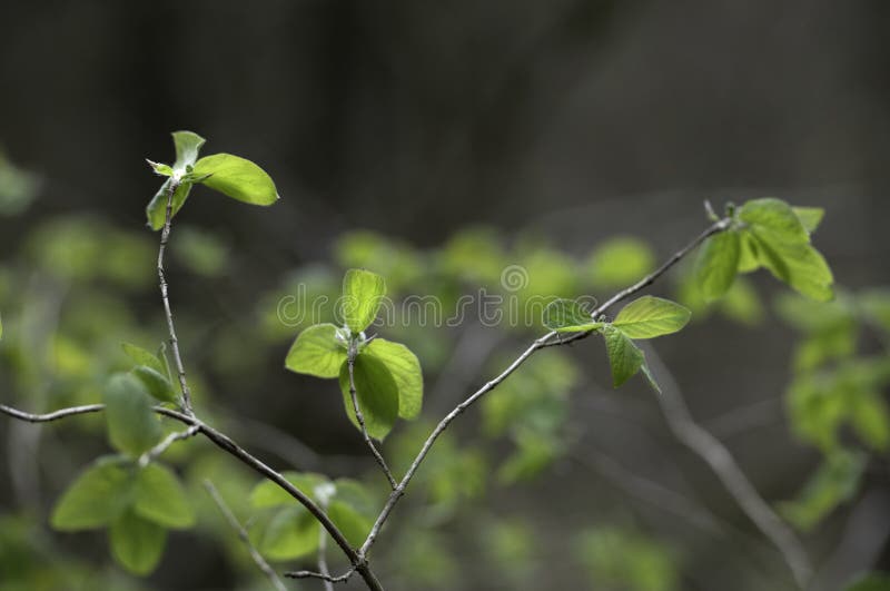 Trees Starting Growing in Spring Time. Green Leaves in April. Nature in ...