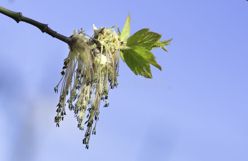 Trees Starting Growing in Spring Time. Green Leaves in April. Nature in ...