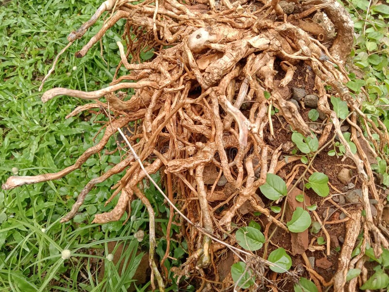 The Unique Texture of Dead Tree Roots on the Ground Stock Image - Image ...