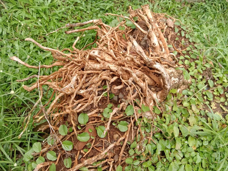 The Unique Texture of Dead Tree Roots on the Ground Stock Image - Image ...