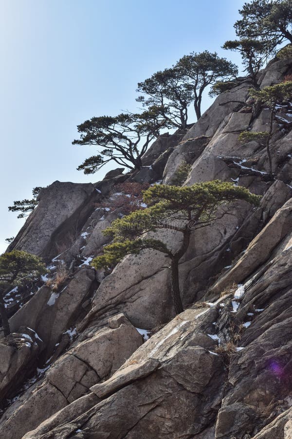 Trees on the Steep Rocky Slope Stock Photo - Image of summit, rocks ...