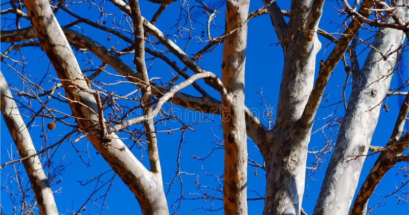 Trees Stems Against Blue Spring Sky Stock Image - Image of large ...