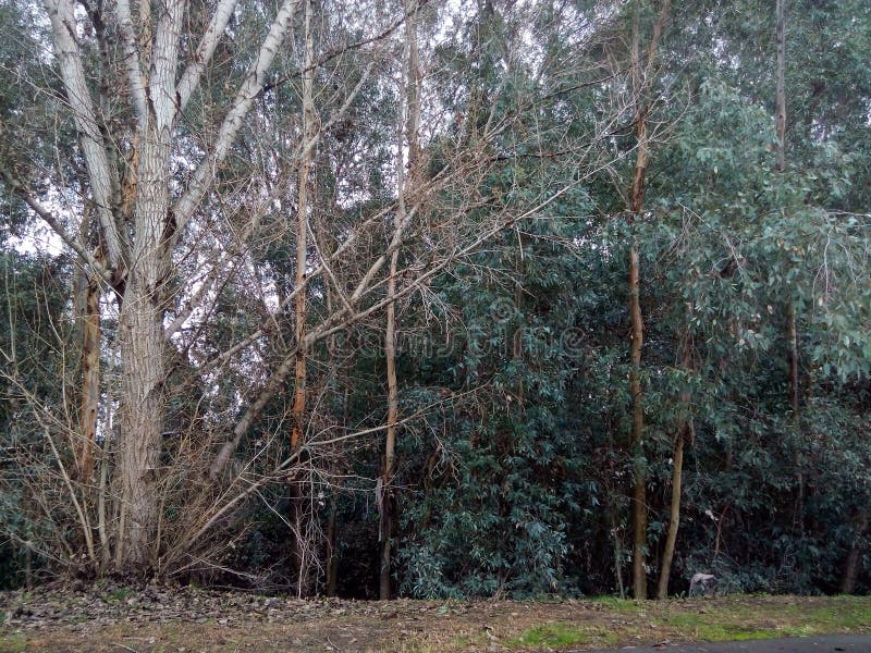 Tree stock image. Image of tree, landscape, beautiful - 119780555