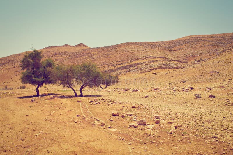 Jordan_desert_safari_01 stock photo. Image of heat, sand - 5046500