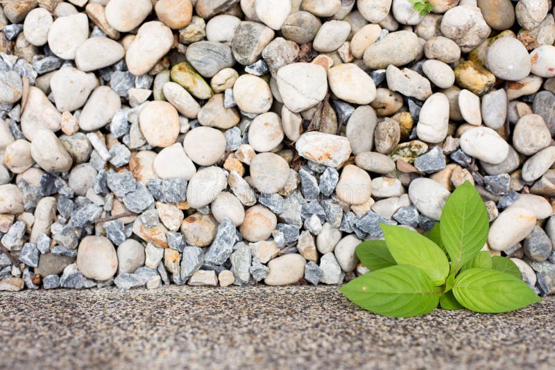 Trees on stony ground stock image. Image of herb, handful - 41560597