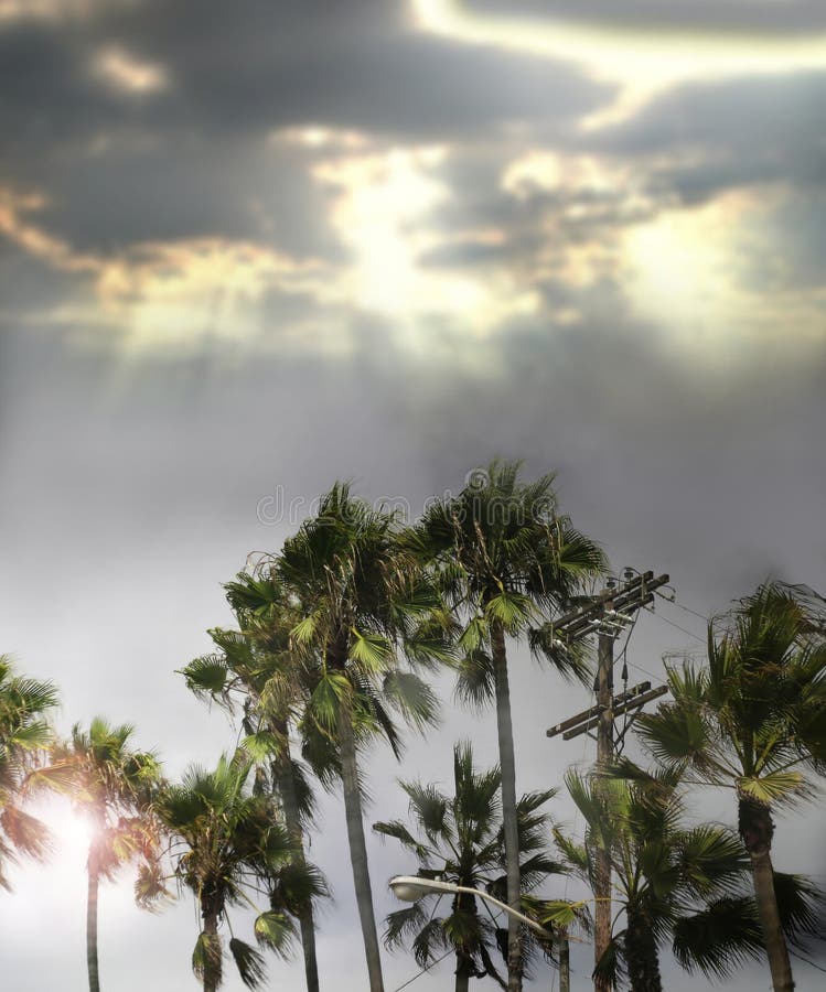 Trees after storm stock image. Image of trees, disaster - 23736905