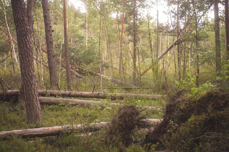 Trees after the storm stock image. Image of blured, trunk - 75867237