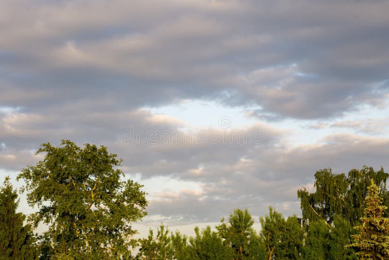 Trees and Stormy Sky stock photo. Image of thunderstorm - 66926922