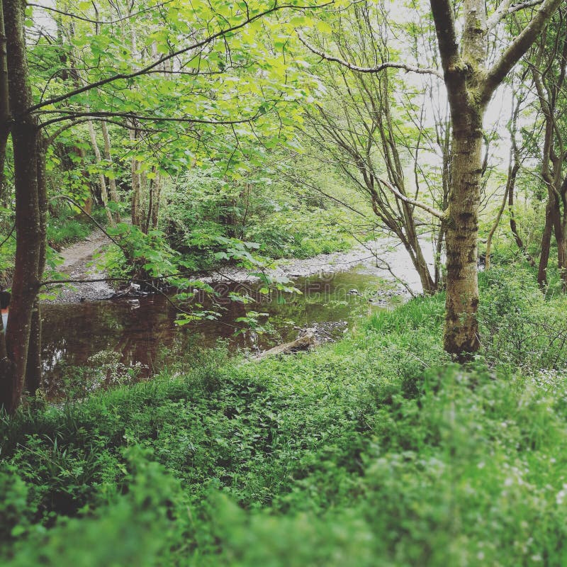 Trees stock photo. Image of stream, trees, evergreen - 92173366