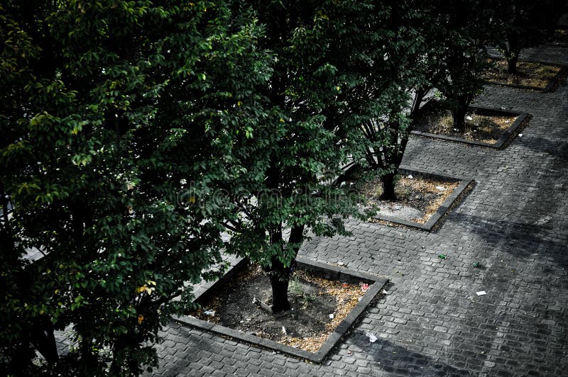 Trees on the street stock photo. Image of long, blue - 27644430