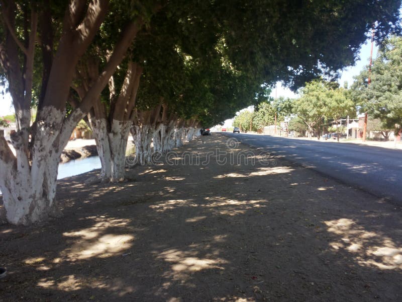 Trees street stock photo. Image of street, trees, ranch - 69697040