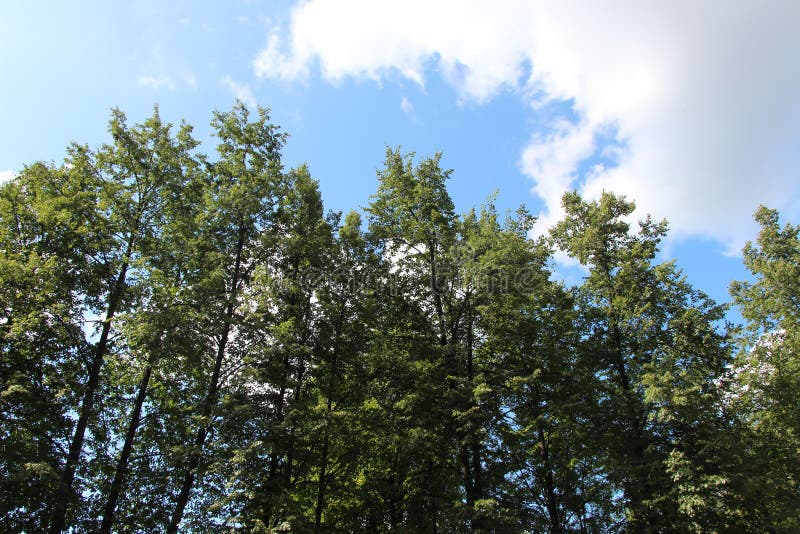 Trees Falling into the Clouds Stock Photo - Image of falling, stretch ...