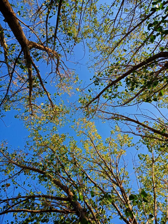 Trees Stretching To the Sky through the Blue Stock Photo - Image of ...