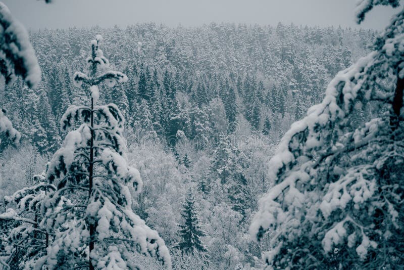 Trees Strewn with Snow in the Winter Forest. Stock Photo - Image of ... Trees Strewn with Snow in the Winter Forest. Stock Photo - Image of ...