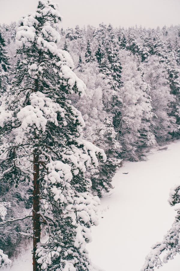 Trees Strewn with Snow in the Winter Forest. Stock Photo - Image of ... Trees Strewn with Snow in the Winter Forest. Stock Photo - Image of ...