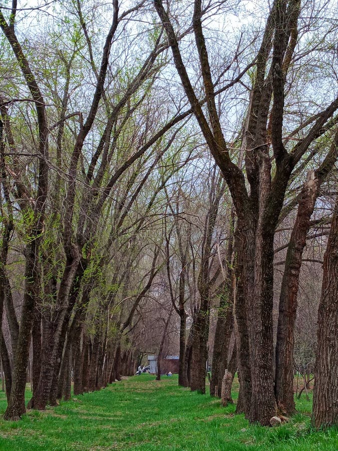 Trees Strictly Planted in Two Rows Welcome Spring. Tree Branches are ...