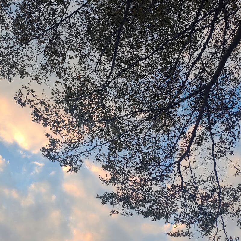 Trees are Striving To Grow, People are Striving To Survive Stock Image ...