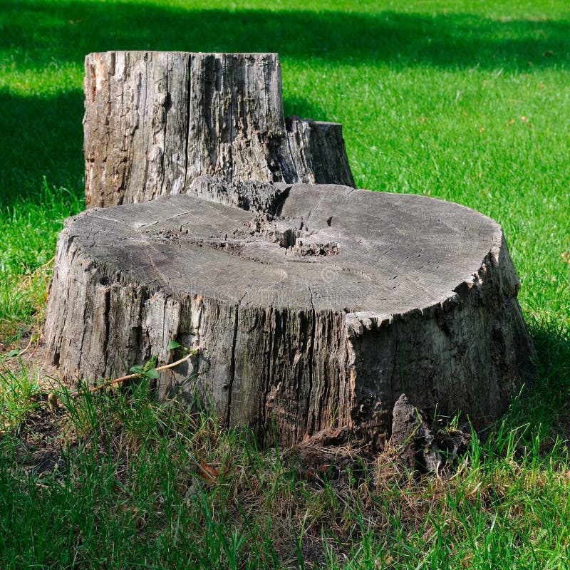 Trees Stump with Green Grass in the Forest Stock Image - Image of ...