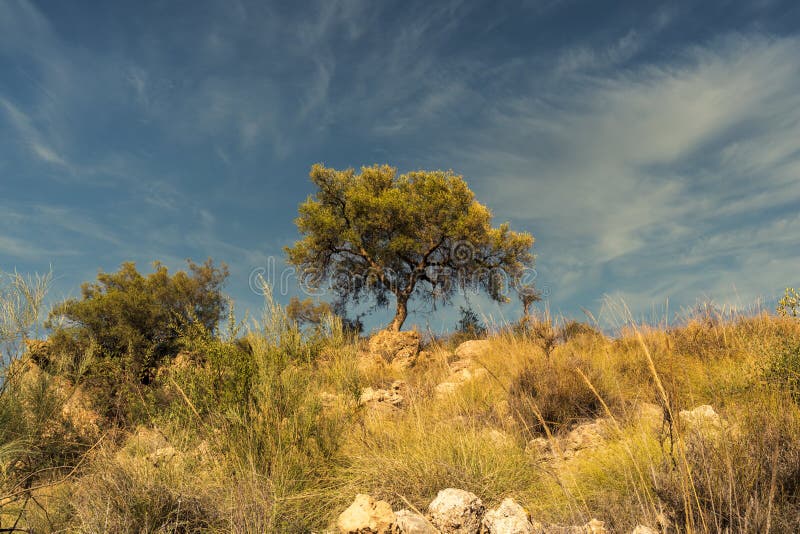 Trees in the Beninar Area Spain Stock Photo - Image of beninar, almond ... Trees in the Beninar Area Spain Stock Photo - Image of beninar, almond ...