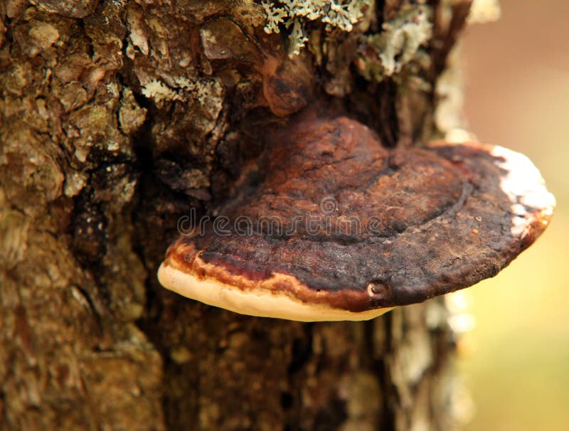 Trees suffering ... stock photo. Image of tree, birth - 26549450